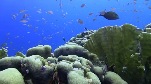 Moves and Hard Stock Videos – Royalty-Free HD & 4K Videos | Pond5