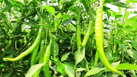 Full Camera Shot Stock Videos – Royalty-Free HD & 4K Videos | Pond5