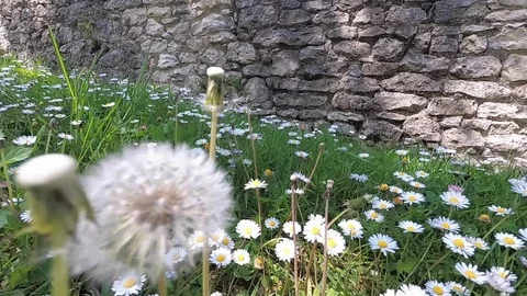 Camera moving through grass with lens fl... | Stock Video | Pond5