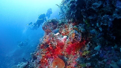 Wall Clkmming Stock Videos – Royalty-Free HD & 4K Videos