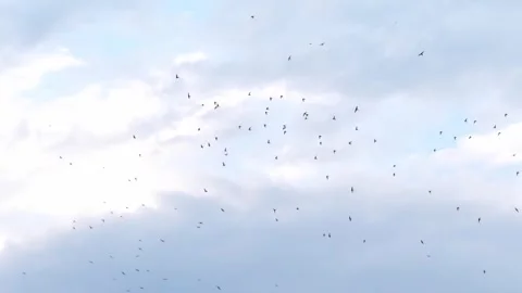camera pan scene on swarm of swifts flyi... | Stock Video | Pond5