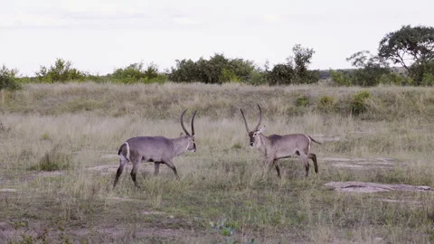 Shaggy Antelope Stock Videos – Royalty-Free HD & 4K Videos | Pond5