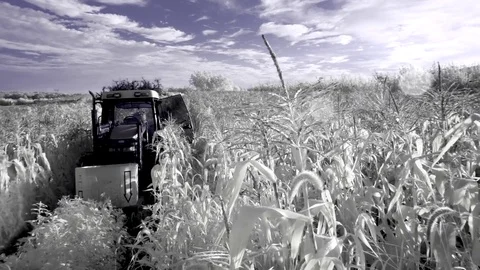 Camera rises up stalks of corn to reveal... | Stock Video | Pond5