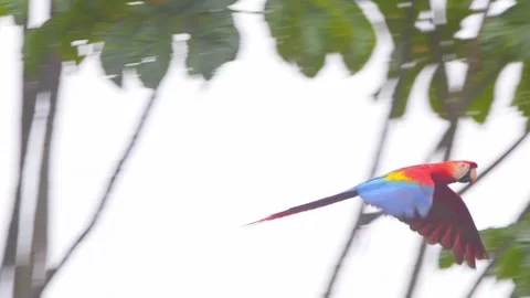 Camera tracks a flying Scarlet Macaw soa... | Stock Video | Pond5