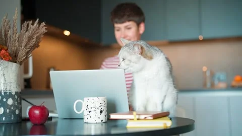 Cat Against Camera Stock Videos – Royalty-Free HD & 4K Videos