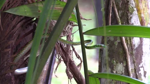 Camouflage Green Parrot Snake Still on T... | Stock Video | Pond5