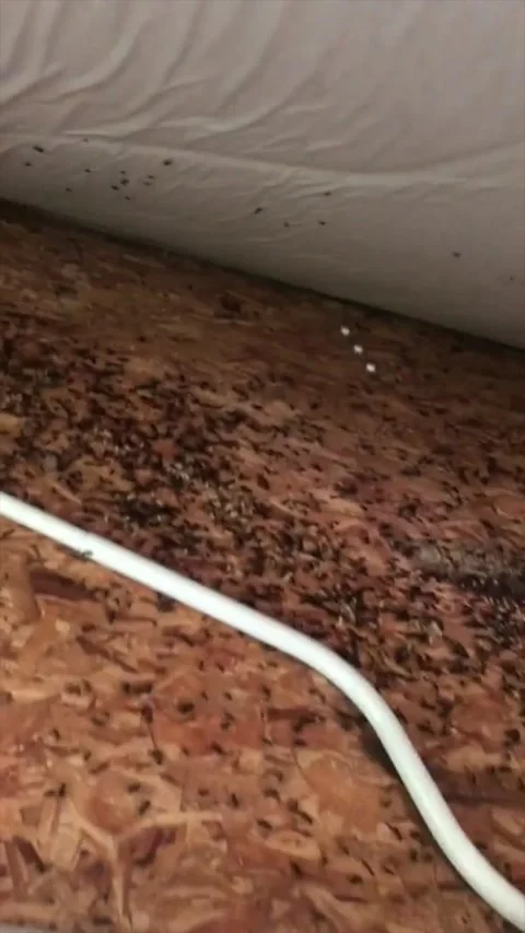 Camper Infested with Ants, Georgia, USA ... | Stock Video | Pond5