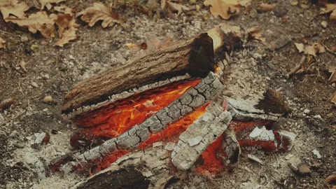 River Oak Hd Stock Videos – Royalty-Free HD & 4K Videos