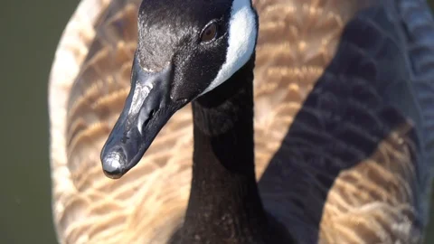 Body No Head Stock Videos – Royalty-Free HD & 4K Videos | Page 3