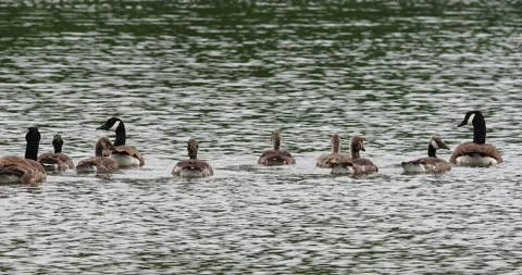 Canada Geese with well grown goslings on... | Stock Video | Pond5