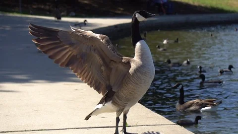 Mother Goose Flying Stock Video Footage | Royalty Free Mother Goose ...