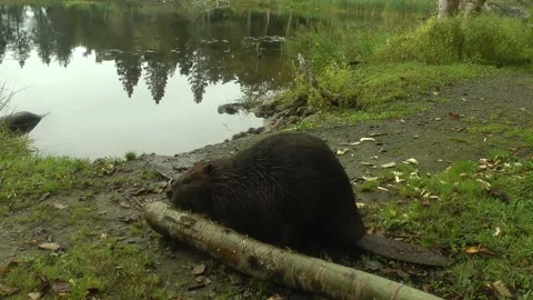 Canadian Beaver enters the water with ma... | Stock Video | Pond5