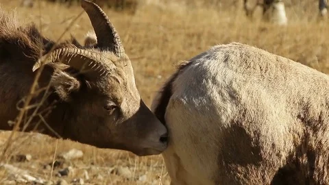 Bighorn Stock Video Footage | Royalty Free Bighorn Videos | Pond5