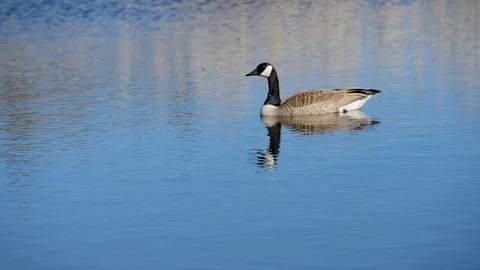 Canadian goose floating along in a rural... | Stock Video | Pond5
