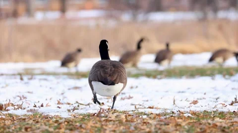 Goose Pooping Stock Footage ~ Royalty Free Stock Videos | Pond5