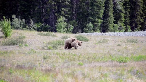 Bears Mating Stock Videos – Royalty-Free HD & 4K Videos