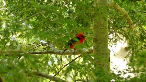 Canadian nature scene of red bird perche... | Stock Video | Pond5