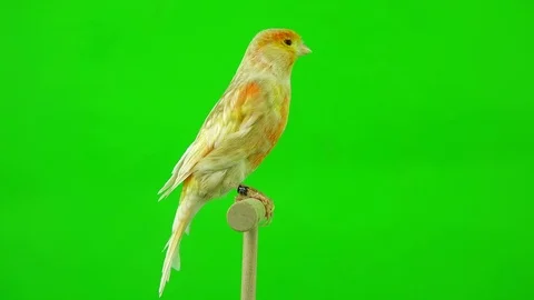 canary isolated on a green screen, stud... | Stock Video | Pond5