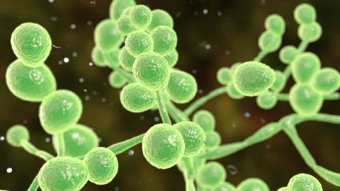 Yeast Infection Stock Video Footage | Royalty Free Yeast Infection ...