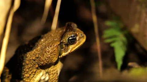 Cane Toads Stock Footage ~ Royalty Free Stock Videos | Pond5