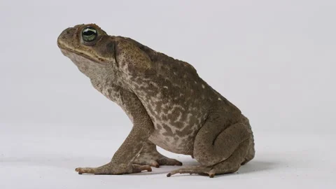 Cane Toad Marine Toad looks off screen l... | Stock Video | Pond5