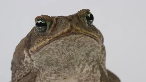 Cane Toad Marine Toad looks off screen -... | Stock Video | Pond5
