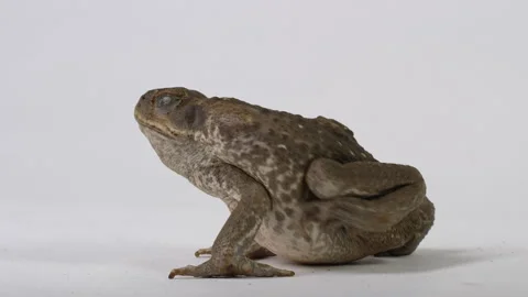 Cane Toad Marine Toad side profile turns... | Stock Video | Pond5