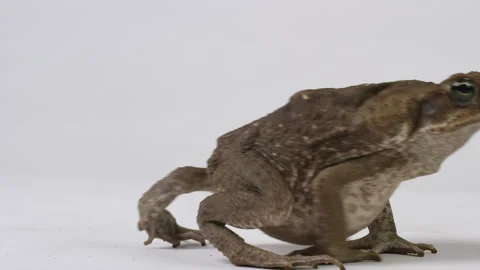 Cane Toad Marine Toad side profile walks... | Stock Video | Pond5