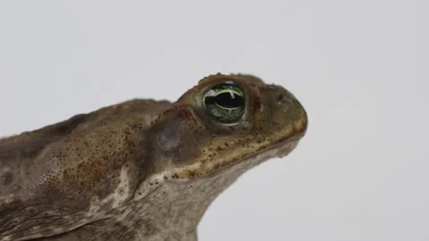 Cane Toad Marine Toad side profile - rac... | Stock Video | Pond5