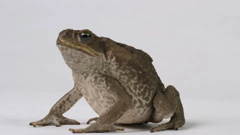 Cane Toads Stock Footage ~ Royalty Free Stock Videos | Pond5