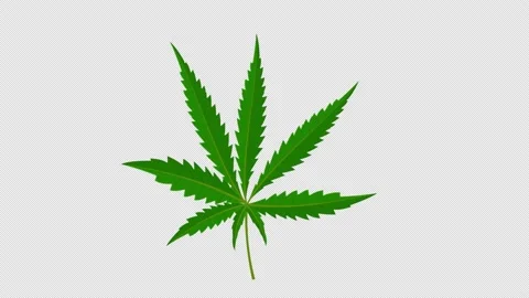 Marijuana Leaf Cartoon Stock Footage ~ Royalty Free Stock Videos | Pond5