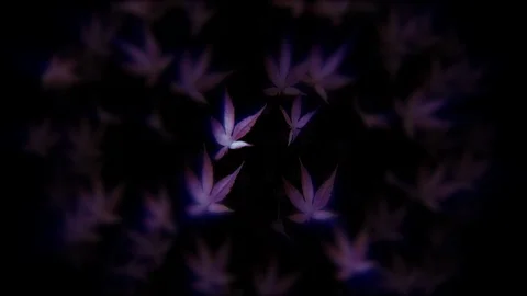 Falling Marijuana Leaves Stock Videos – Royalty-Free HD & 4K Videos | Pond5