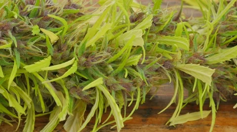 Cannabis Marijuana flower cutting proces... | Stock Video | Pond5