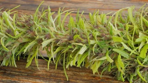 Cannabis Marijuana flower cutting proces... | Stock Video | Pond5