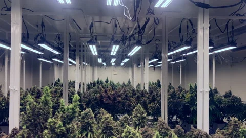 Cannabis Laboratory Stock Footage ~ Royalty Free Stock Videos | Pond5