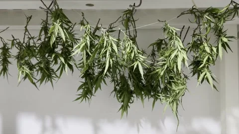 Plant Clips Stock Footage ~ Royalty Free Stock Videos | Pond5