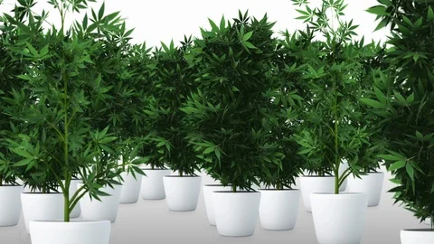Cannabis Plants 3D Animation 2 | Stock Video | Pond5