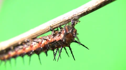 Cannibal Stock Footage ~ Royalty Free Stock Videos | Pond5