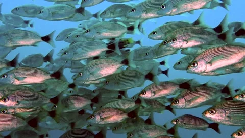 Cano Island Costa Rica Reef with fish sc... | Stock Video | Pond5