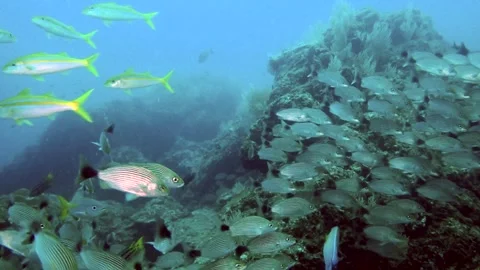 Cano Island Costa Rica Reef with fish sc... | Stock Video | Pond5
