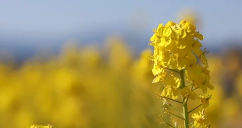 Canola flower garden at Azumayama park i... | Stock Video | Pond5