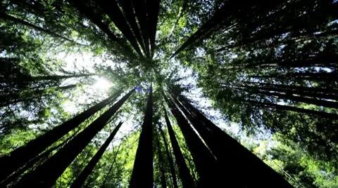 Canopy of Giant Redwood Trees | Stock Video | Pond5