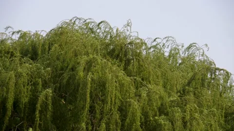 Canopy of weeping willow tree with droop... | Stock Video | Pond5