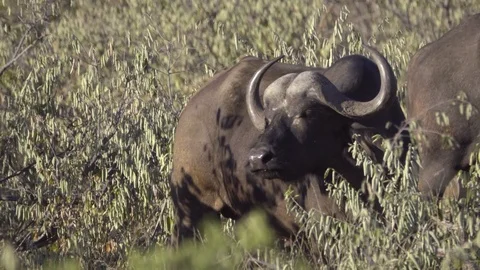 Cape Buffalo stands alertly in bush | Stock Video | Pond5