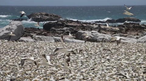 Gannet Stock Videos – Royalty-Free HD & 4K Videos