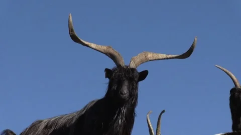capra orobica male Orobic goat | Stock Video | Pond5