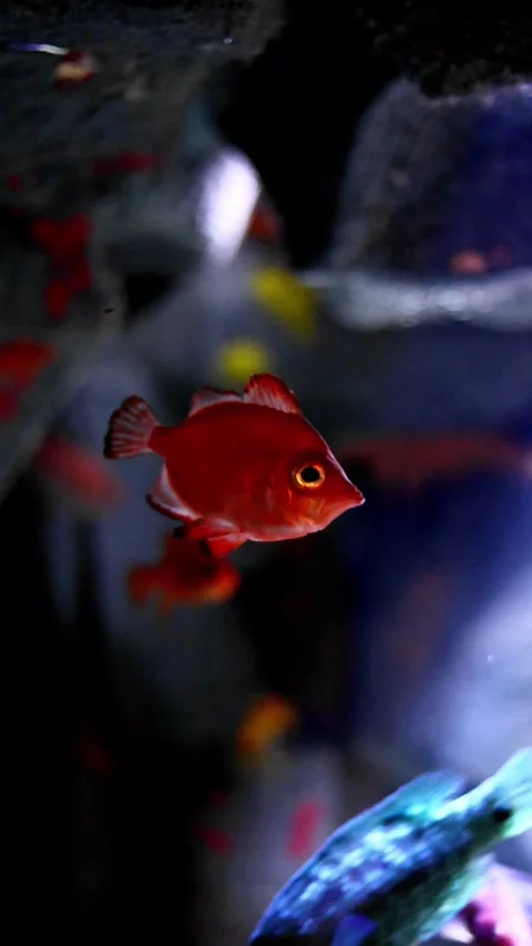 This Is Aper Stock Videos – Royalty-Free HD & 4K Videos | Pond5