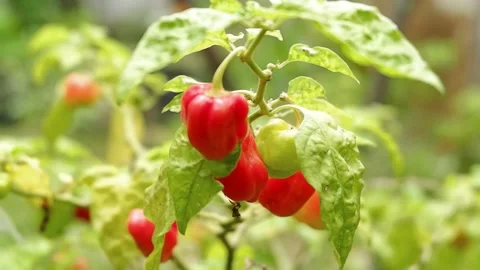 Capsicum annuum L.var.sinensis (Katokkon... | Stock Video | Pond5