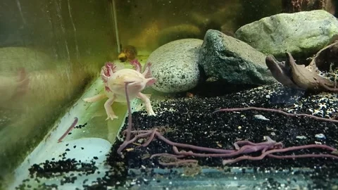 Captivating Axolotl in Pristine Aquarium | Stock Video | Pond5