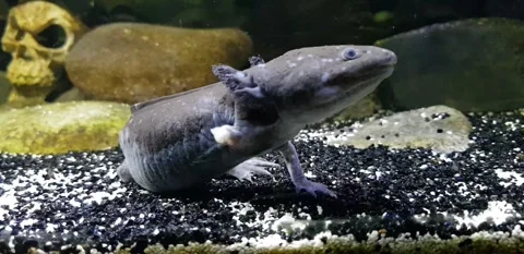 Captivating Axolotl in Pristine Aquarium | Stock Video | Pond5